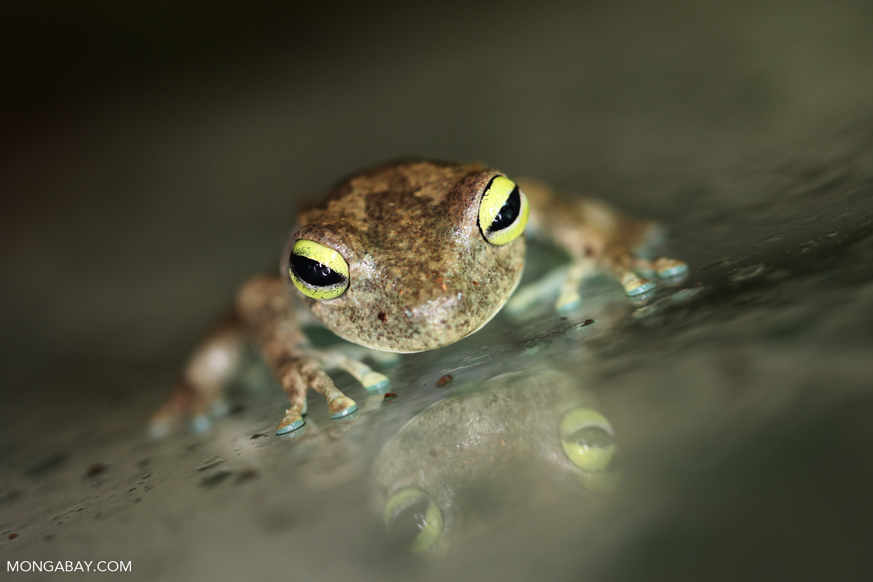 Emerald-eyes Treefrog (Hypsiboas crepitans)