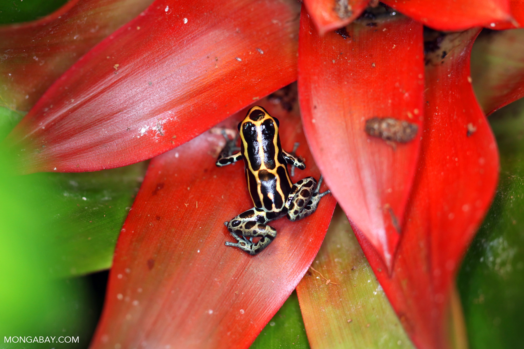 Reticulated poison frog