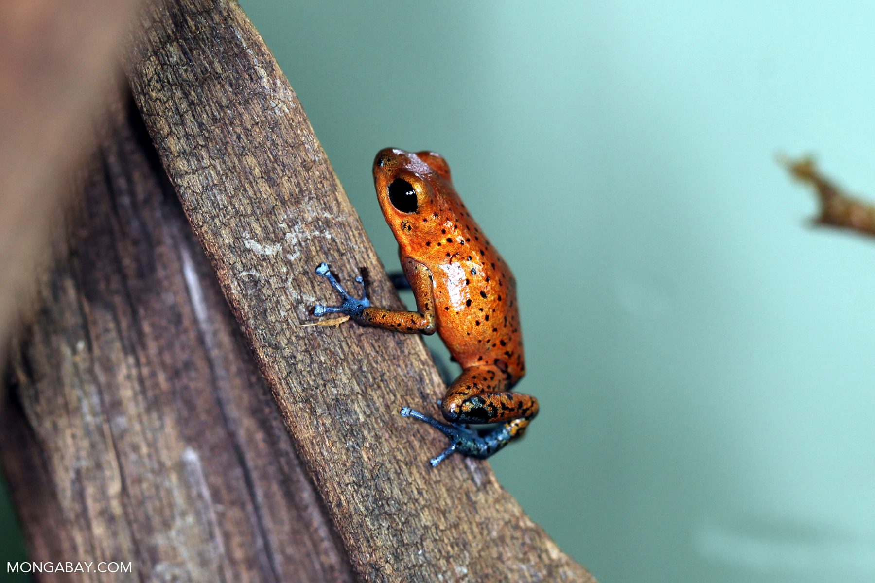 Cristobal strawberry poison frog (Oophaga pumilio)