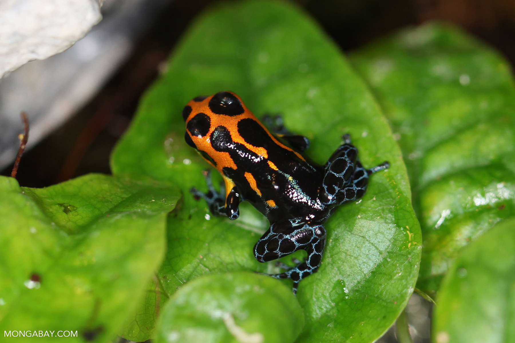 Ranitomeya imitator thumbnail arrow poison frog