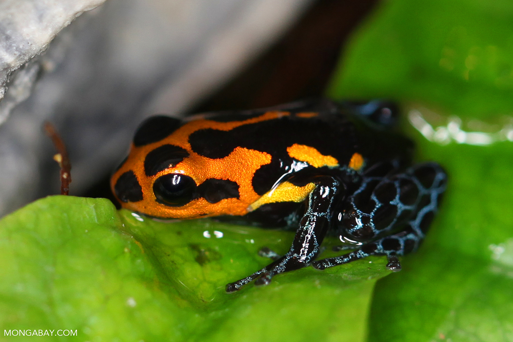 Varadero morph of Ranitomeya imitator thumbnail frog