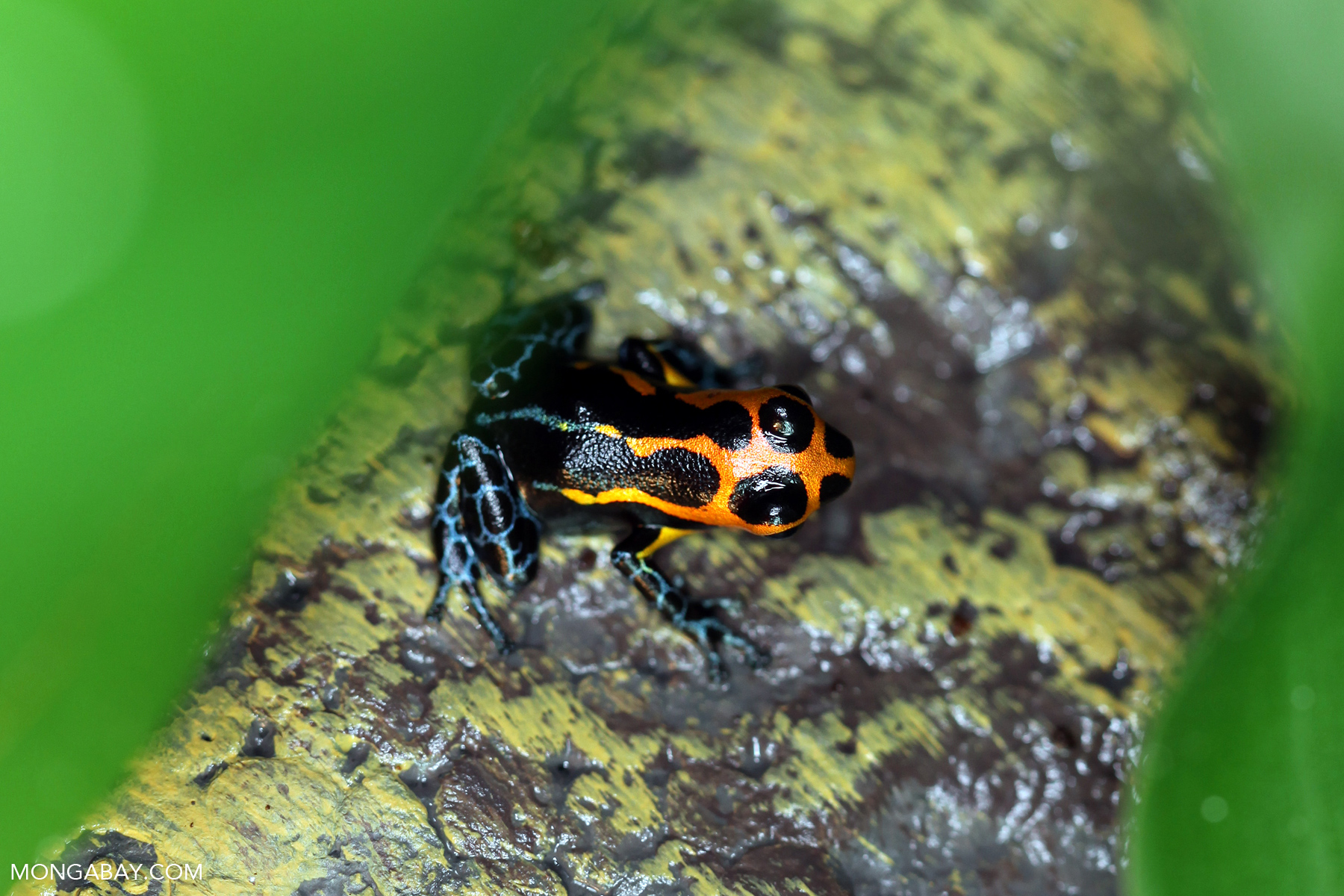 Ranitomeya imitator arrow frog