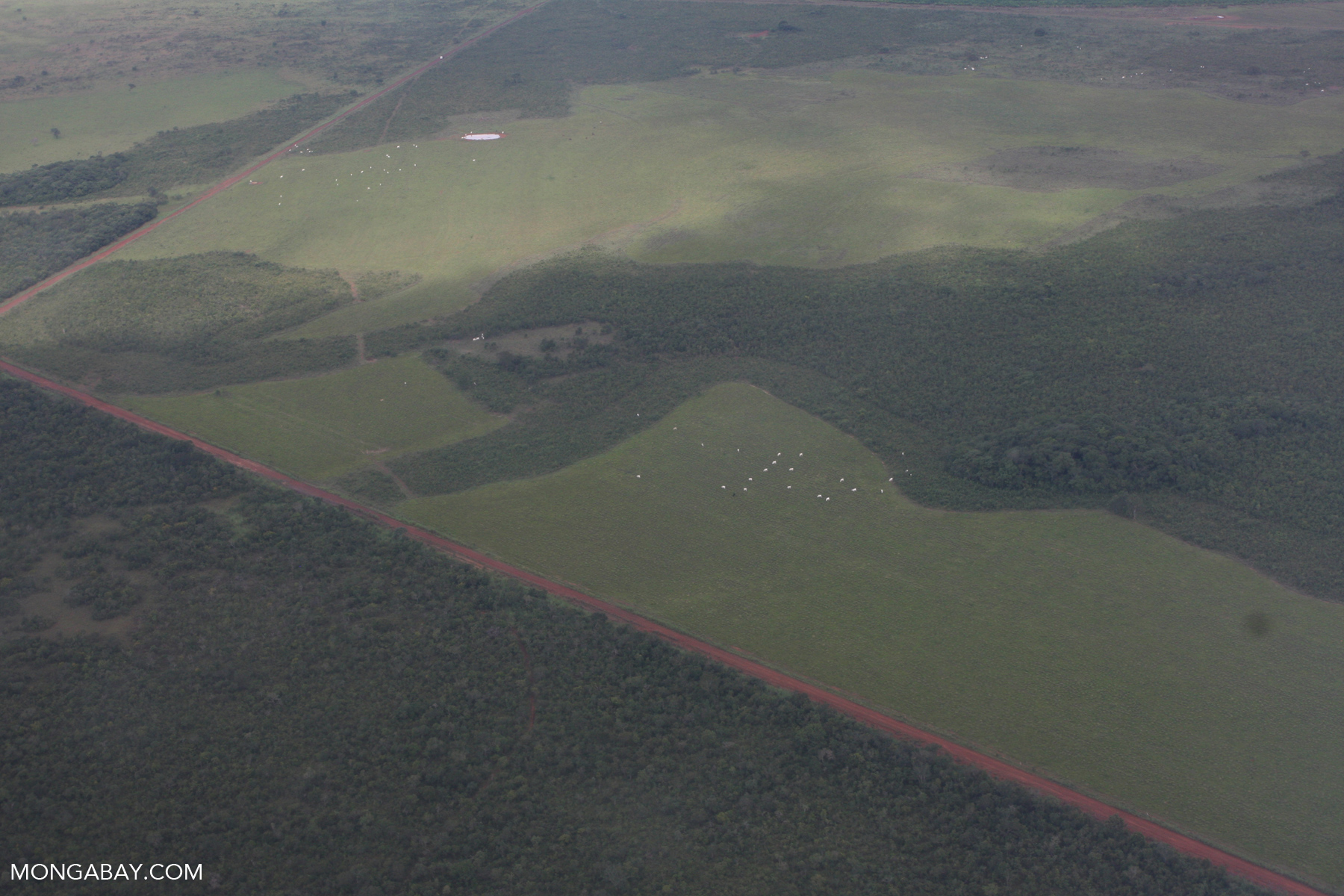 Cattle ranching in the Brazilian Amazon [brasil_070]