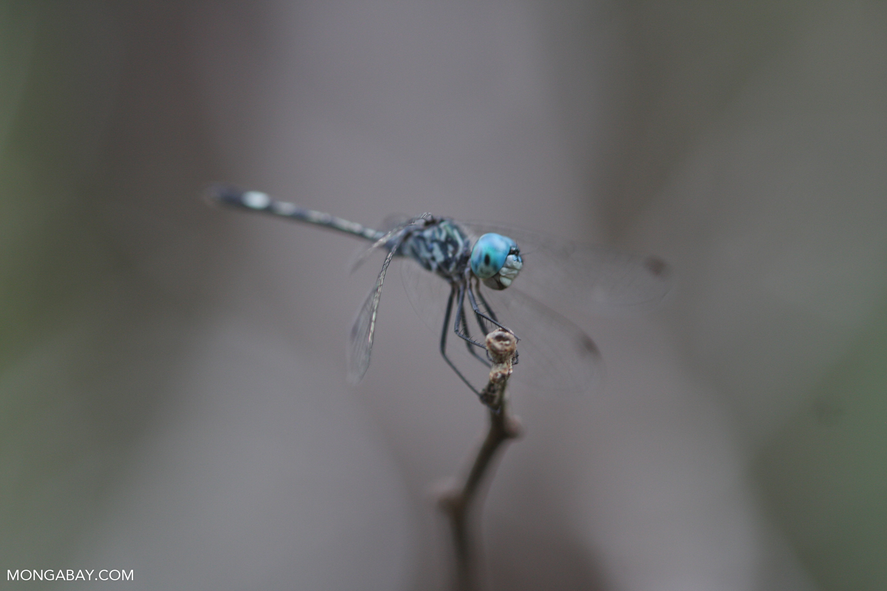 Blue-eyed skimmer [family Libellulidae, Order Odonata (Dragonflies and ...