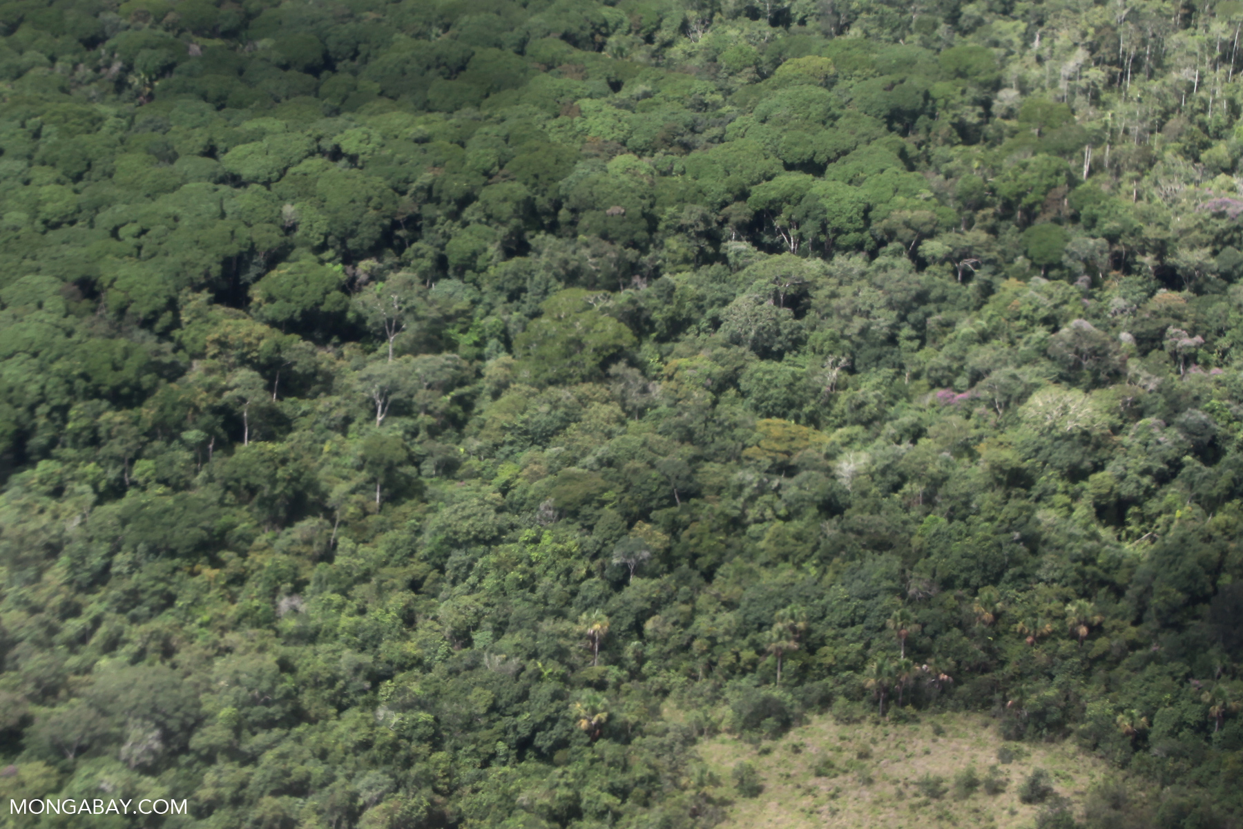 Transition between forest types - cerrado to rainforest