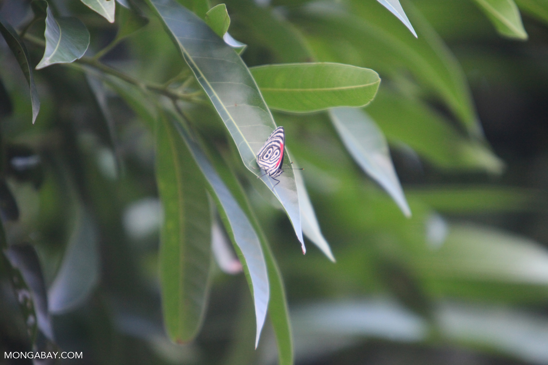 The 88 Butterfly (Diaethria species); red, black, and white with an '88 ...
