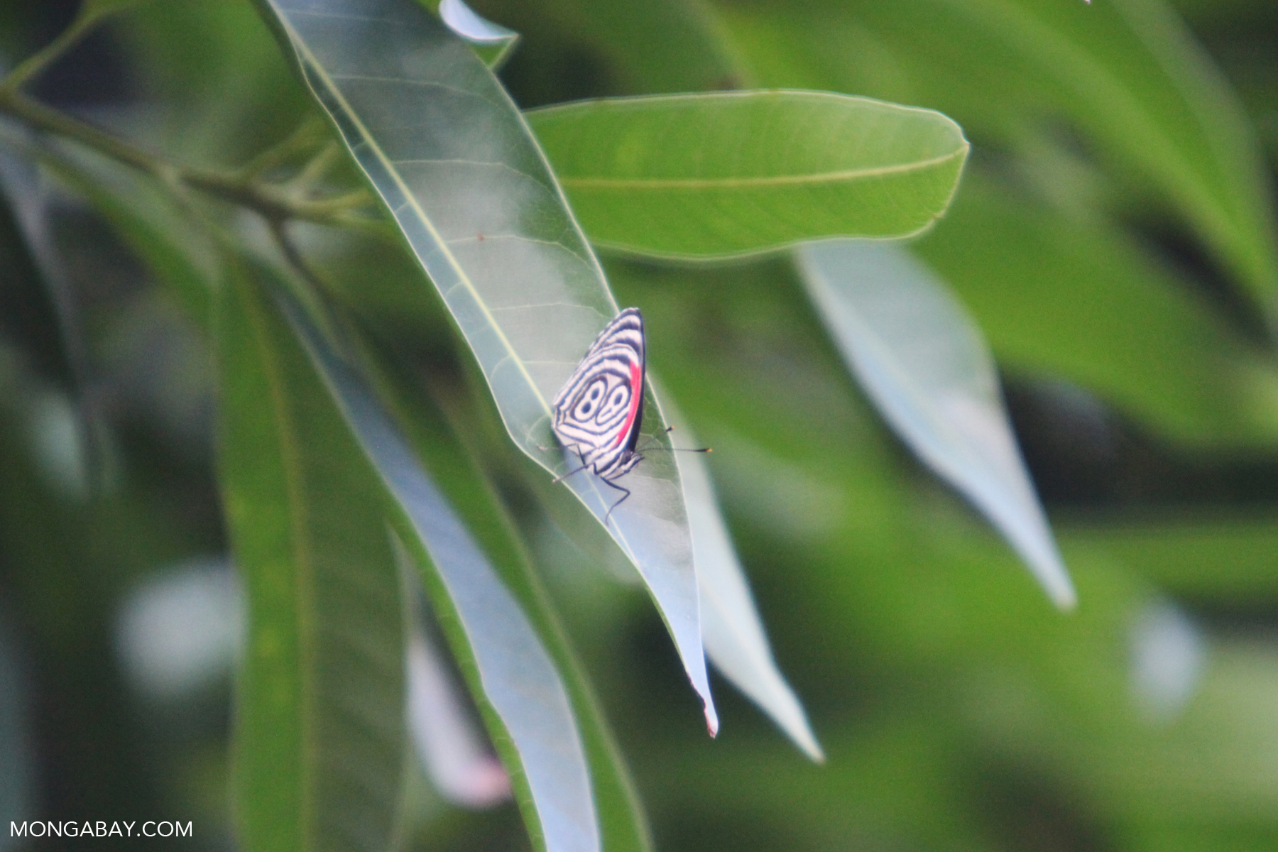 The 88 Butterfly (Diaethria species); red, black, and white with an '88 ...