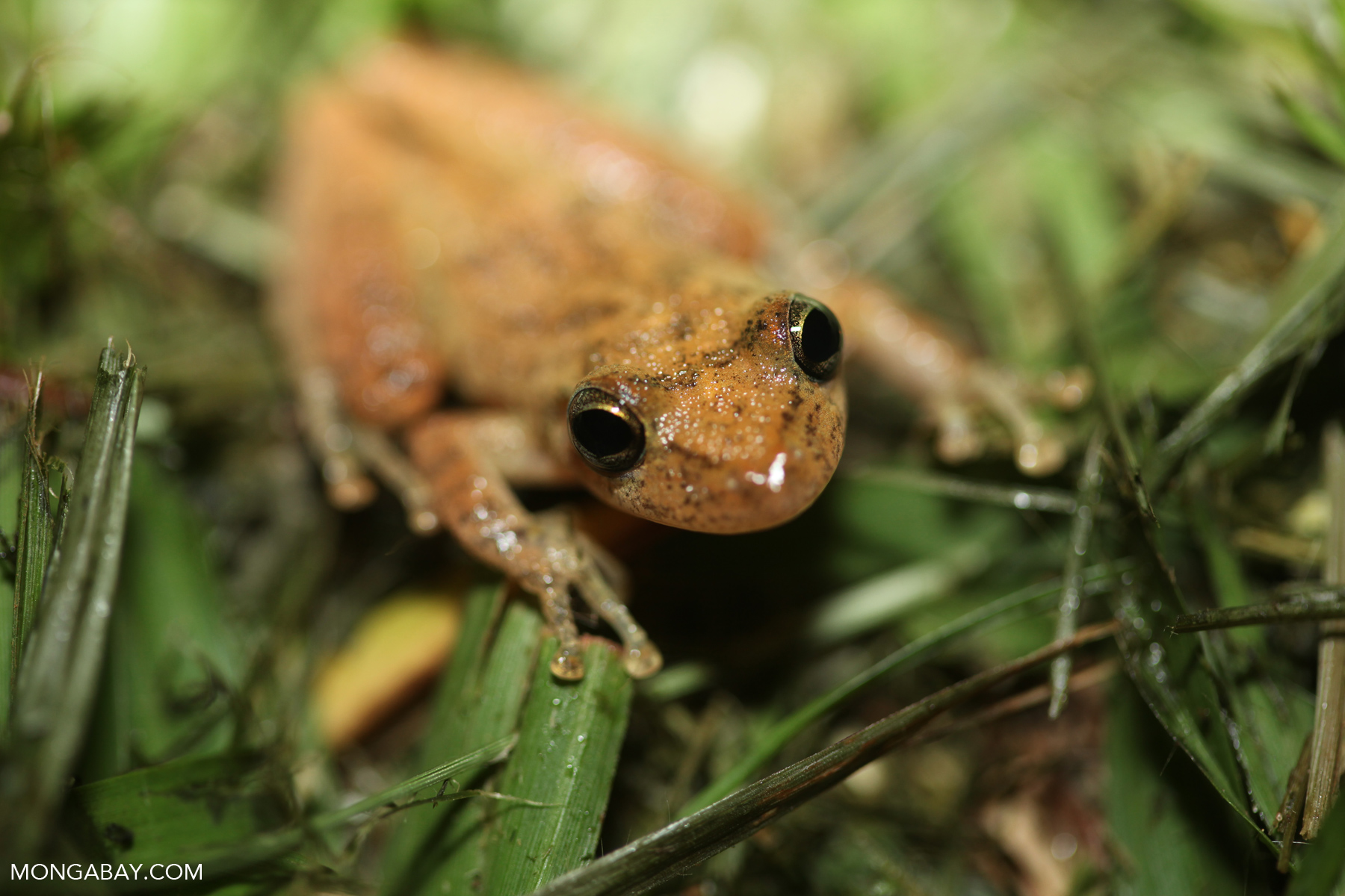 Greenish brown frog [brazil_0738]