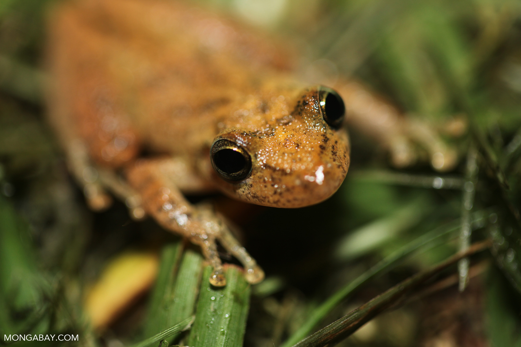 Greenish brown frog [brazil_0739]