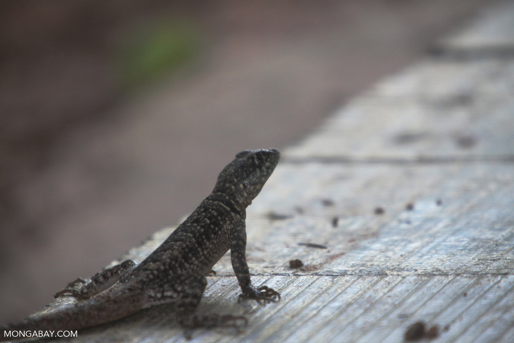 Spiny lizard [brazil_0870]