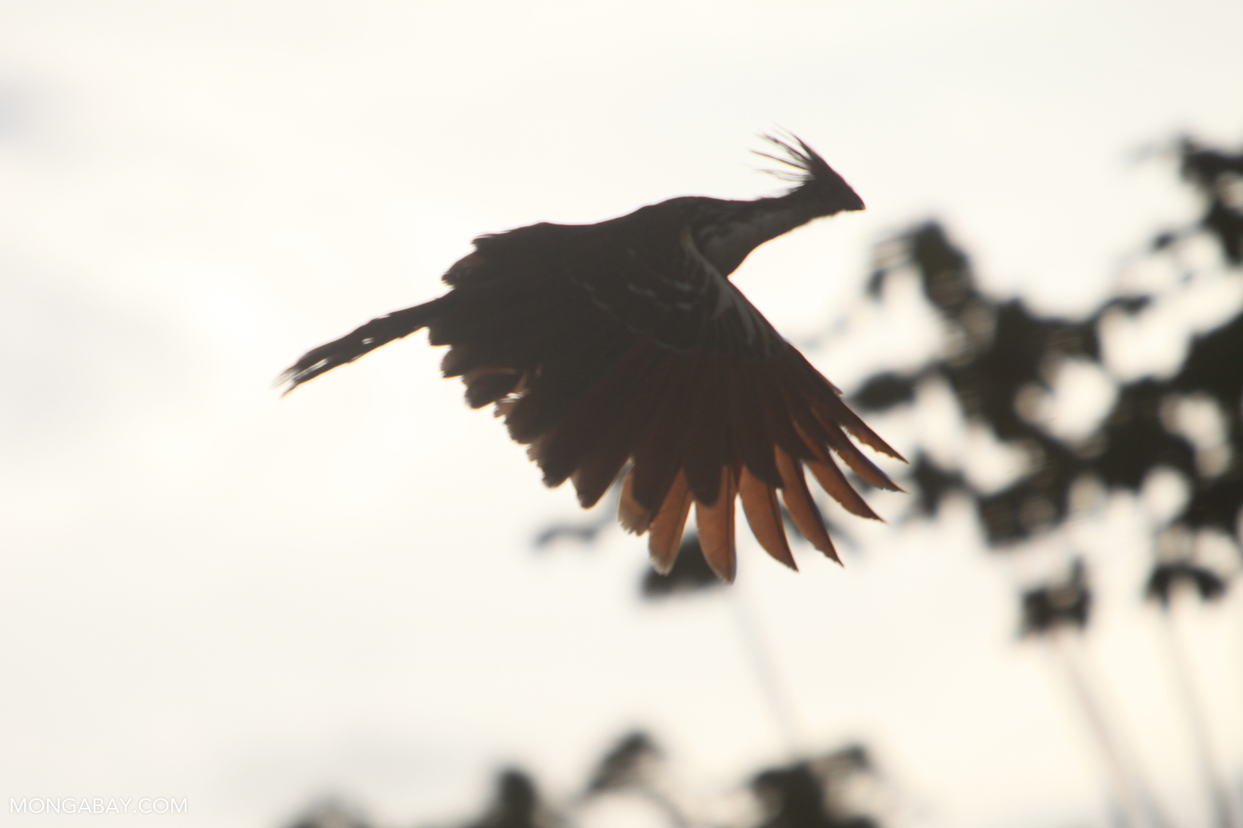 Hoatzin in flight [brazil_0890]