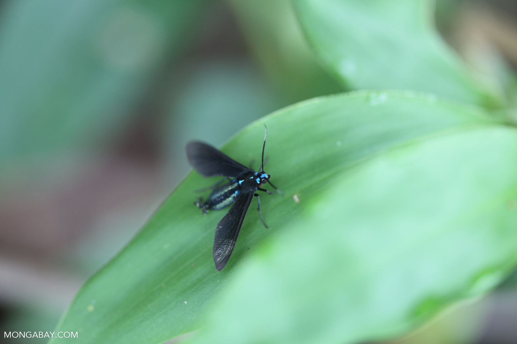 Turquoise-headed black flying insect [brazil_0954]