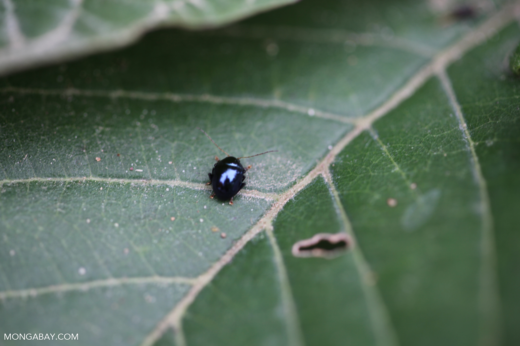 Bluish-black Leaf Beetle, family Chrysomelidae [brazil_0987]