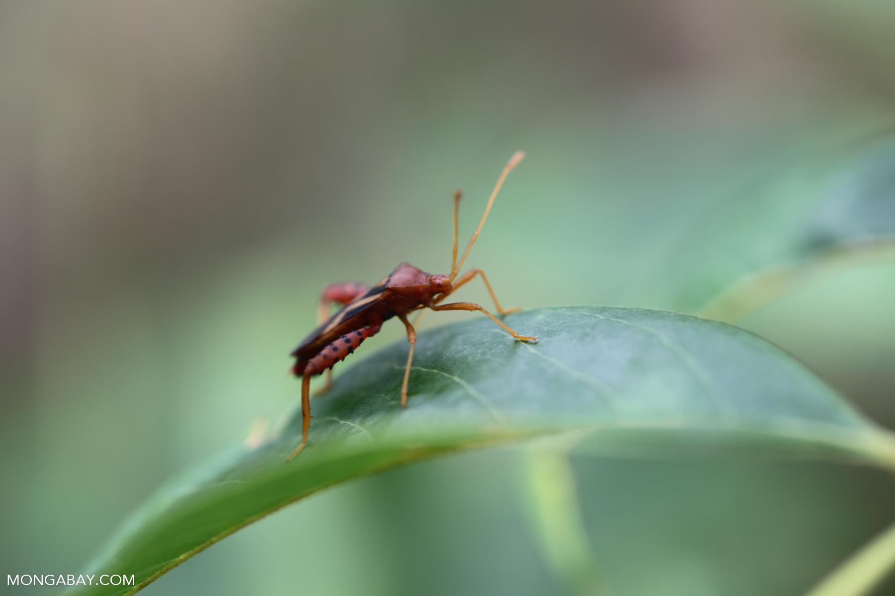 Maroon, brown, and orange insect [brazil_1036]