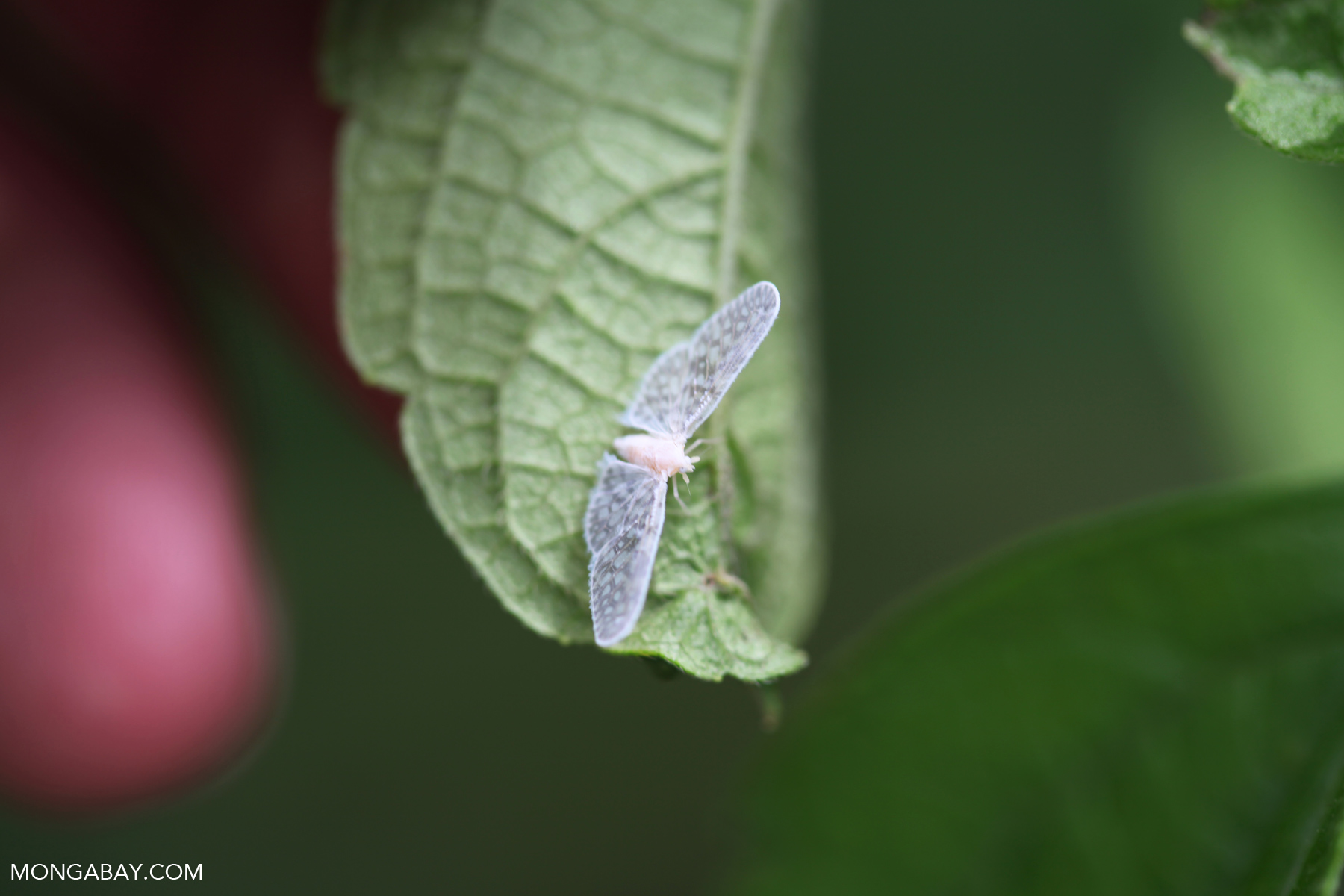 White lace bug (family Derbidae) [brazil_1052]