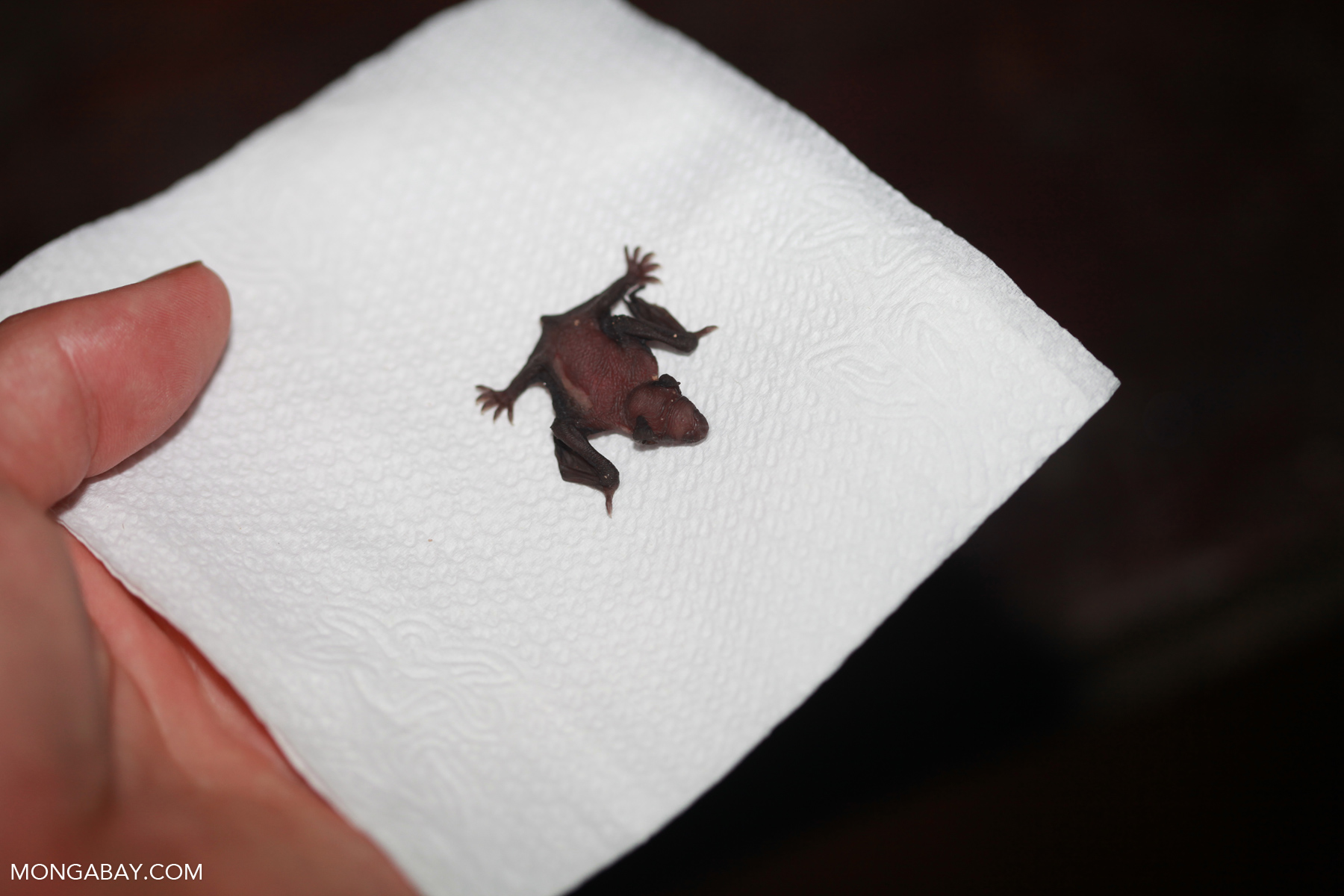 Newborn bat [brazil_1137]