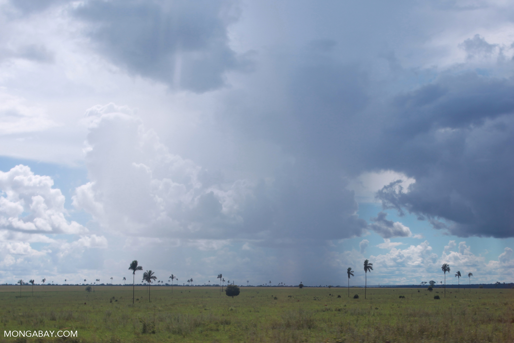 Deforested plain in the Amazon, now used for cattle [brazil_1242]