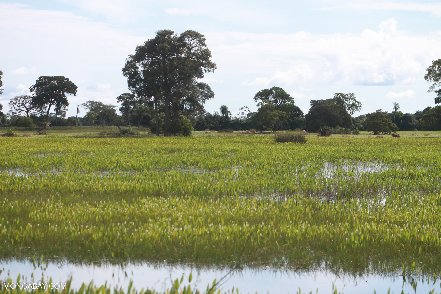Amazon sword plants in the Pantanal [brazil_1289]