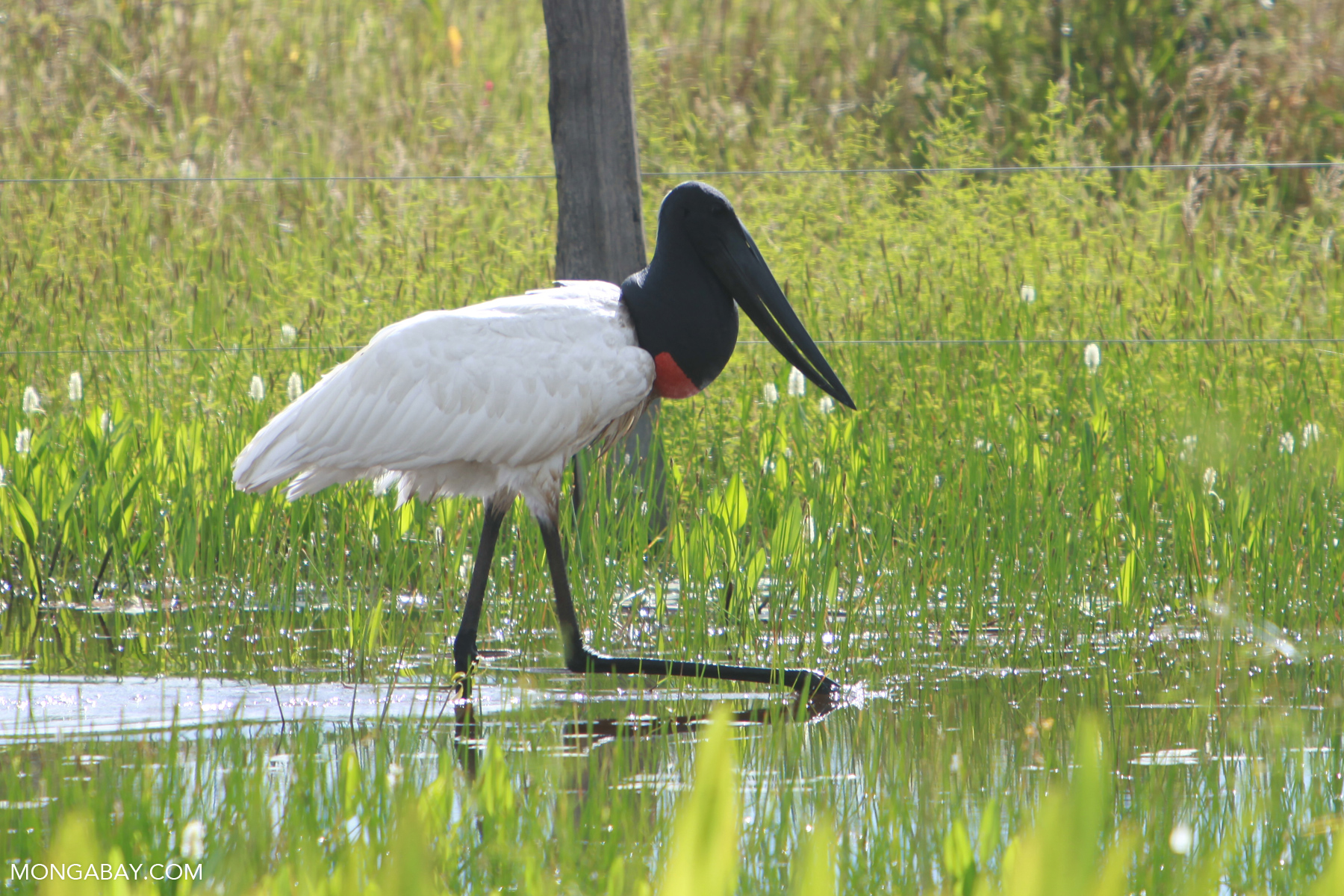 Jabiru stork (Jabiru mycteria) [brazil_1305]