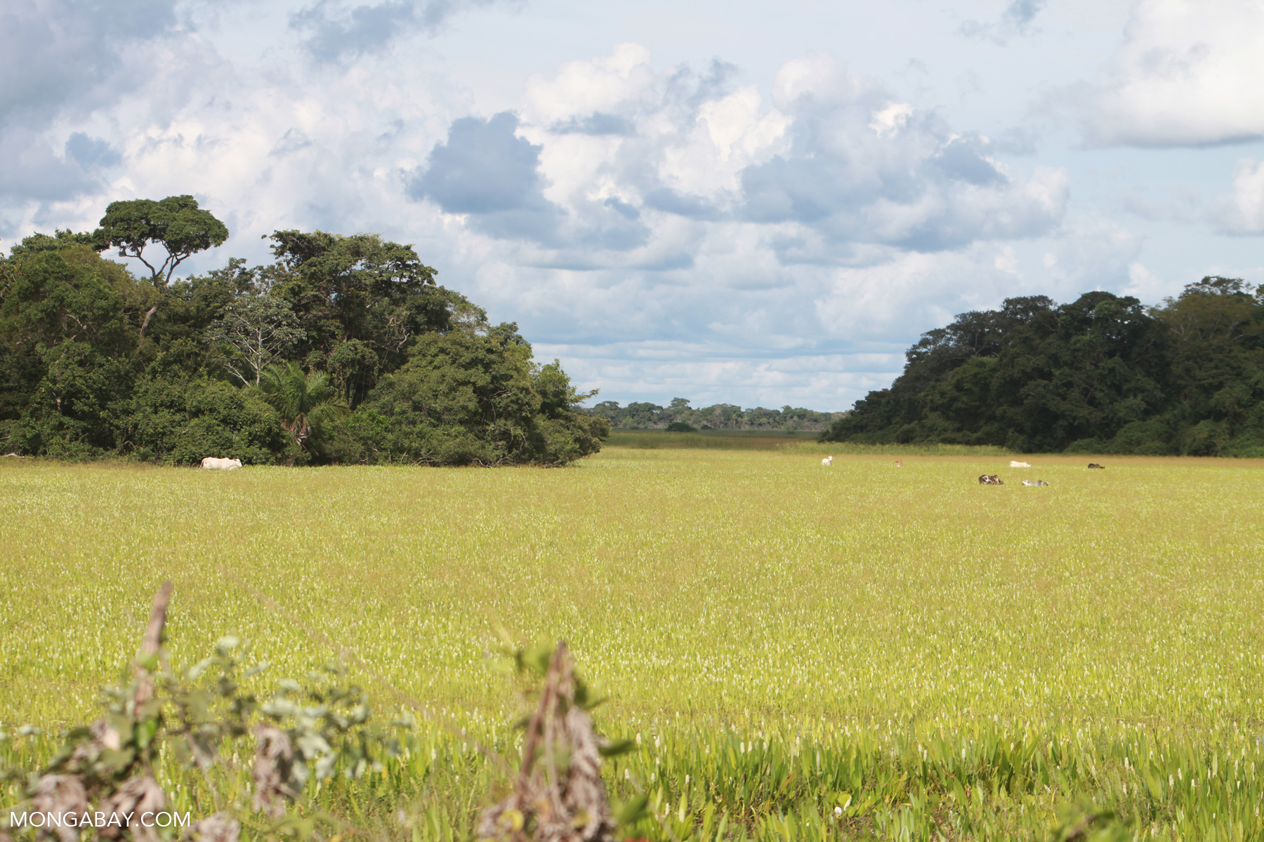 Grass and forest islands in the Pantanal [brazil_1343]