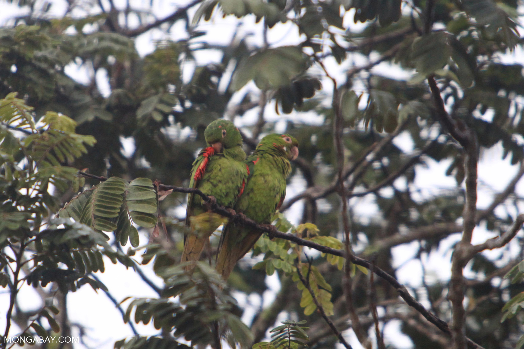 Scaly-headed parrot (Pionus maximiliani)?