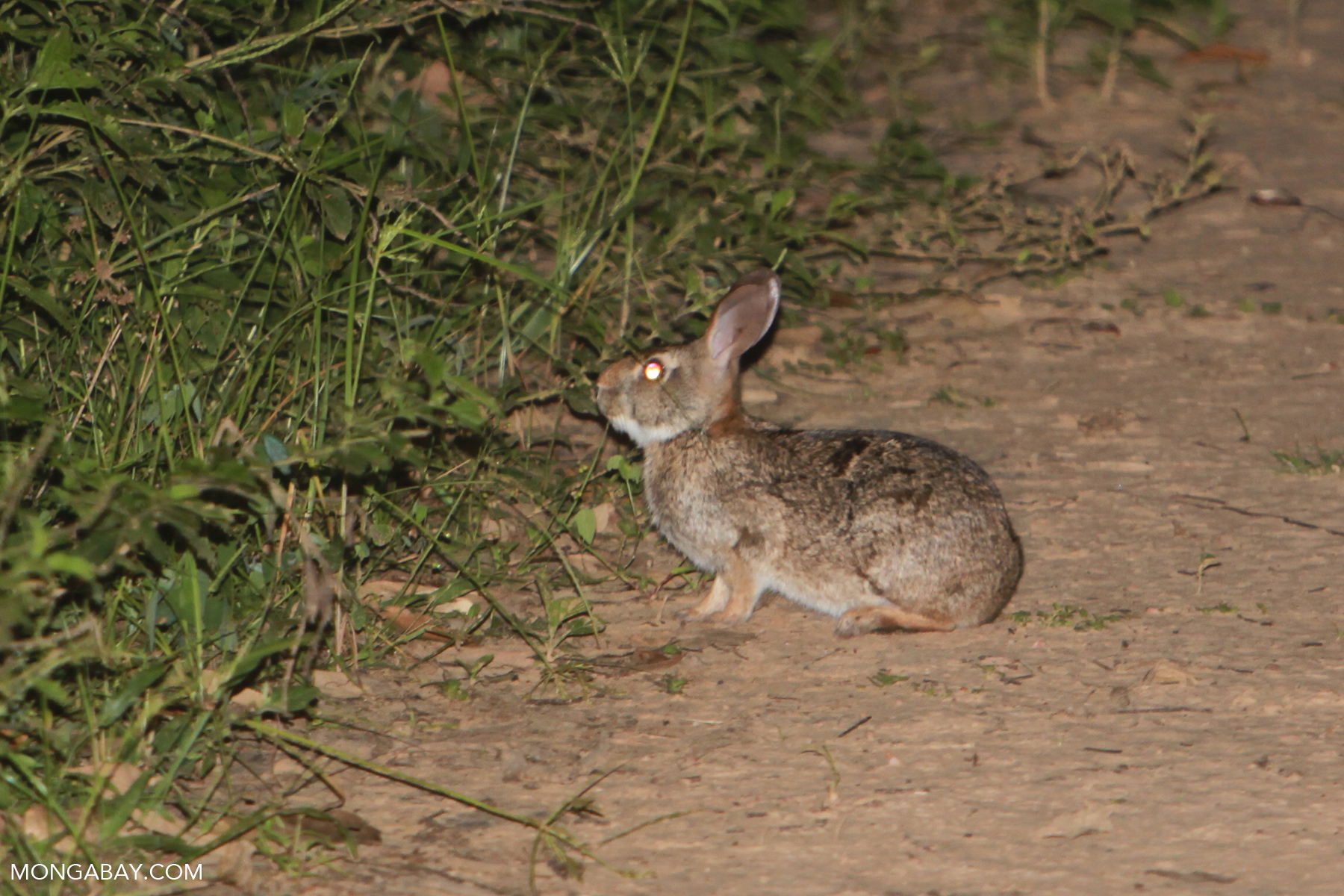 Brazilian rabbit