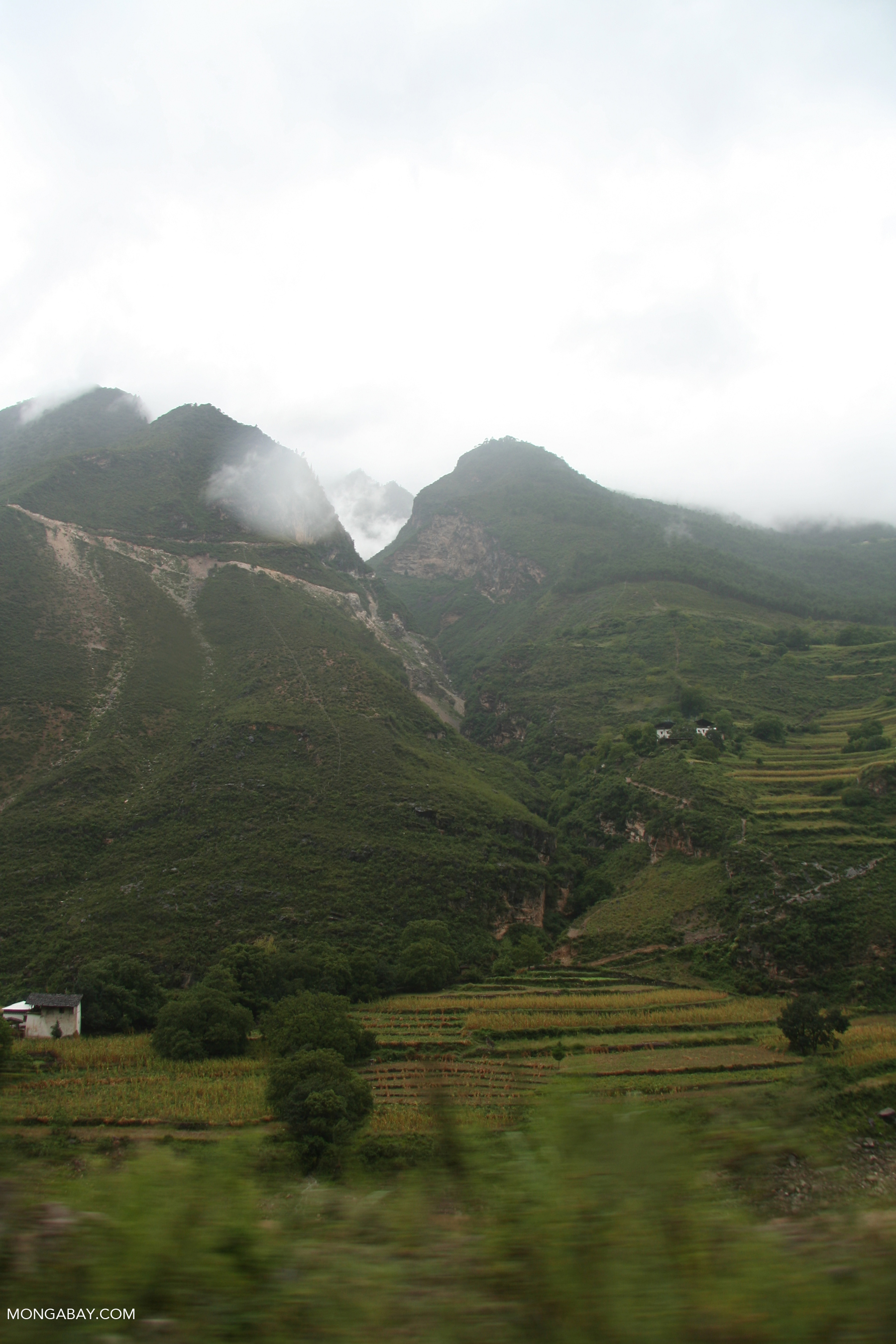 Terrance rice fields along the Yangtze