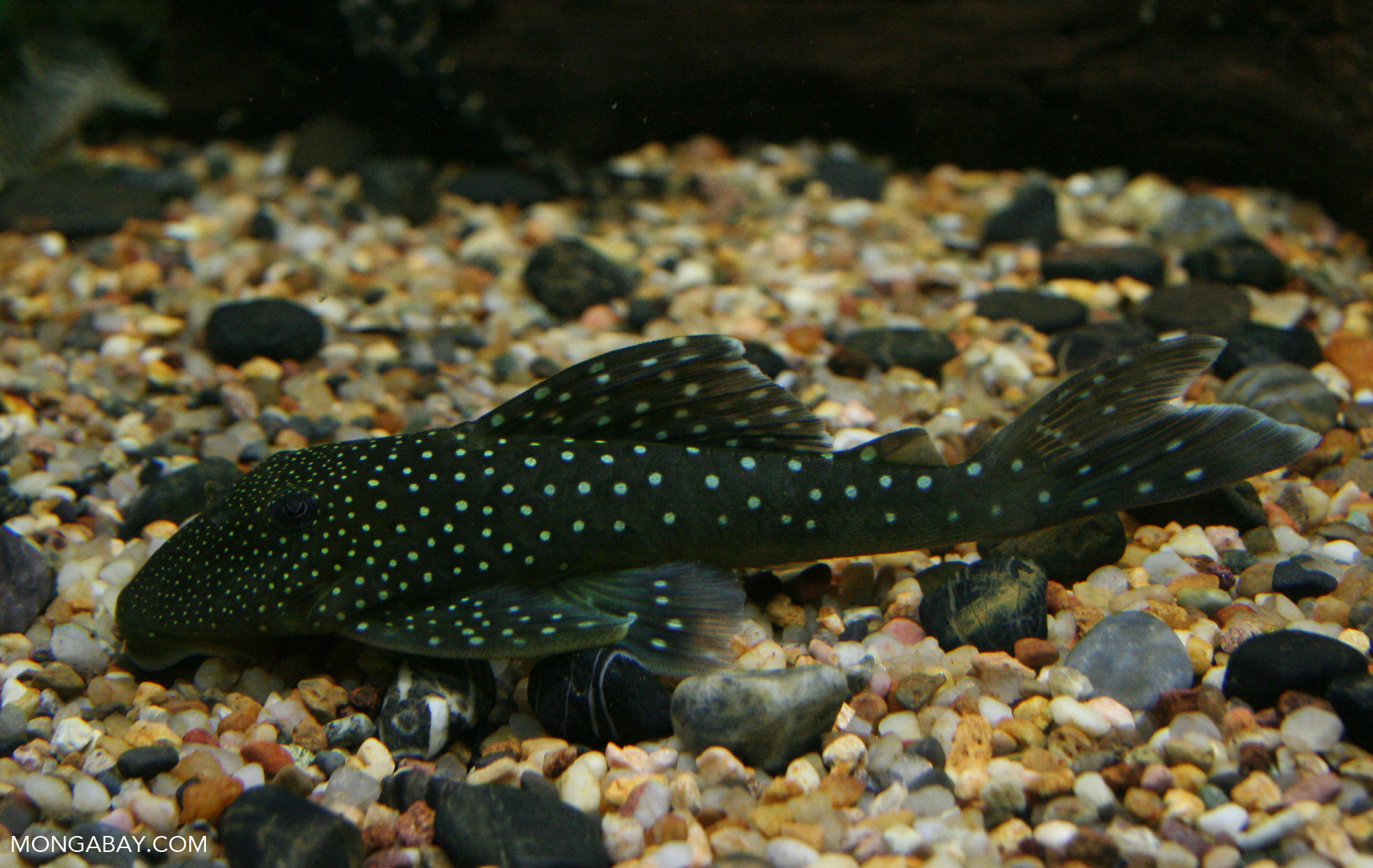 Brown Pleco With Black Spots