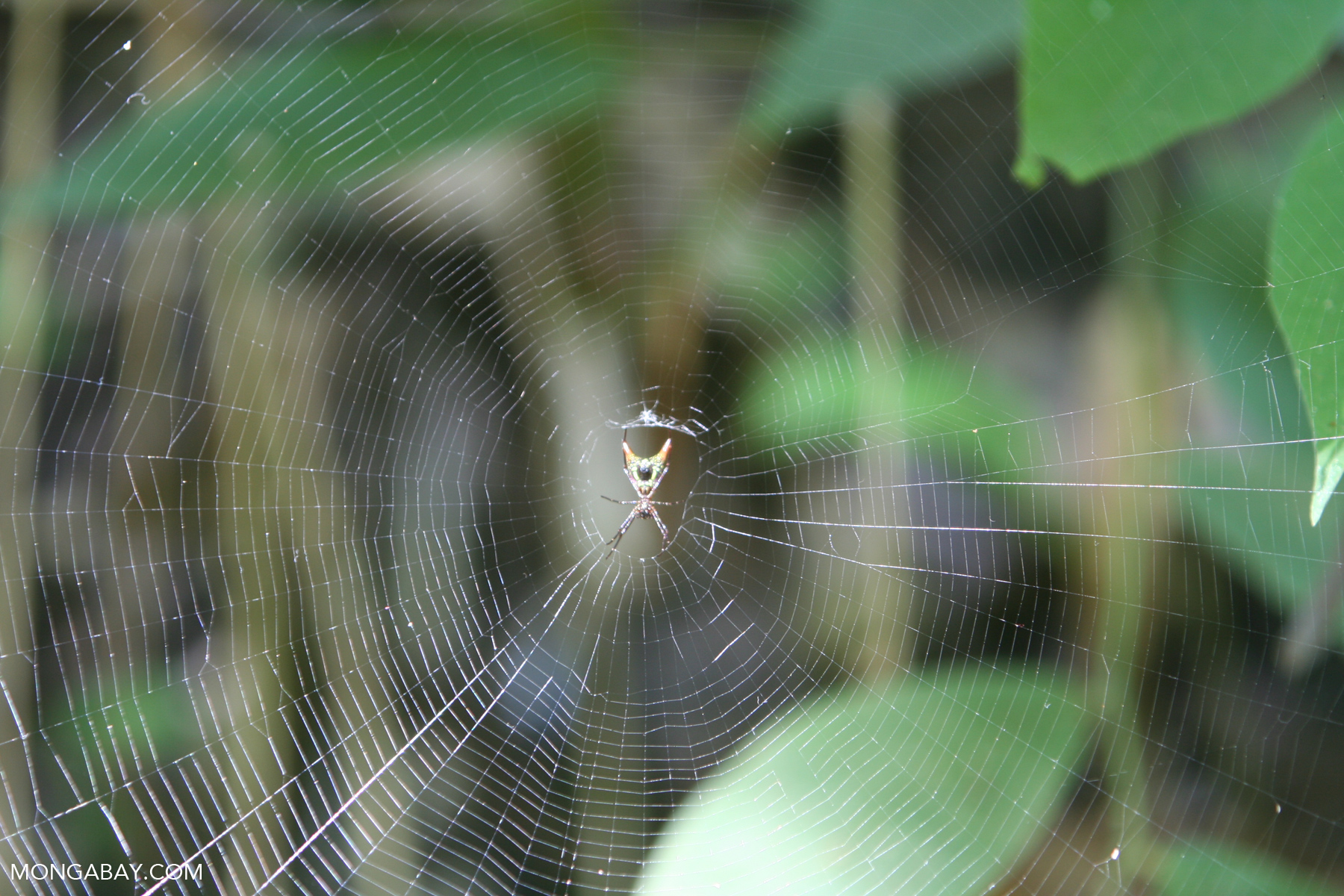 Nephila orb spider in Tayrona national park
