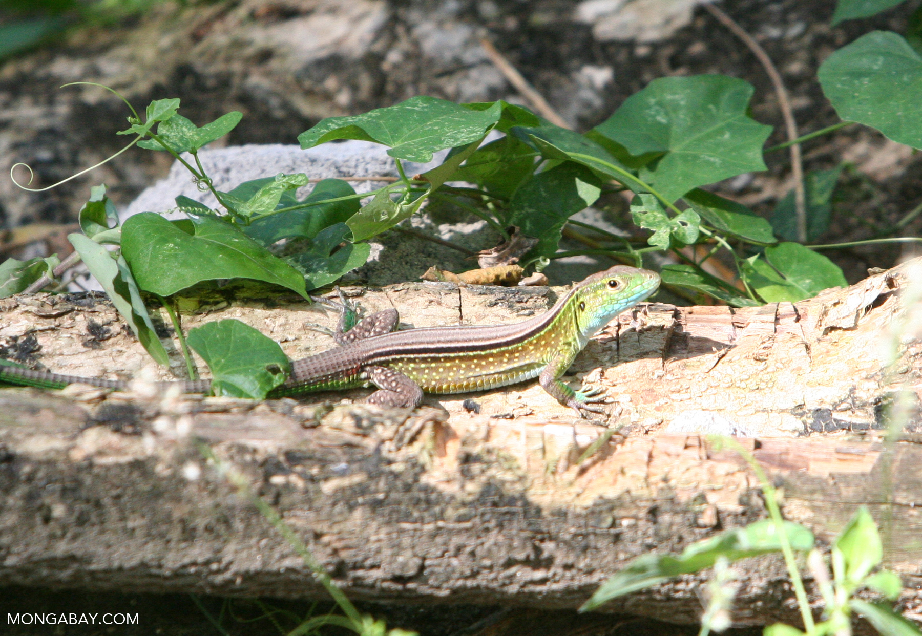 Rainbow skink
