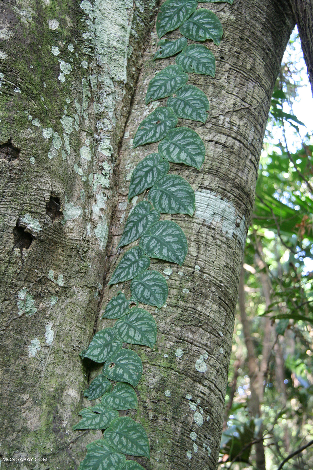Vine growing up trunk of canopy tree in Parque Tayrona