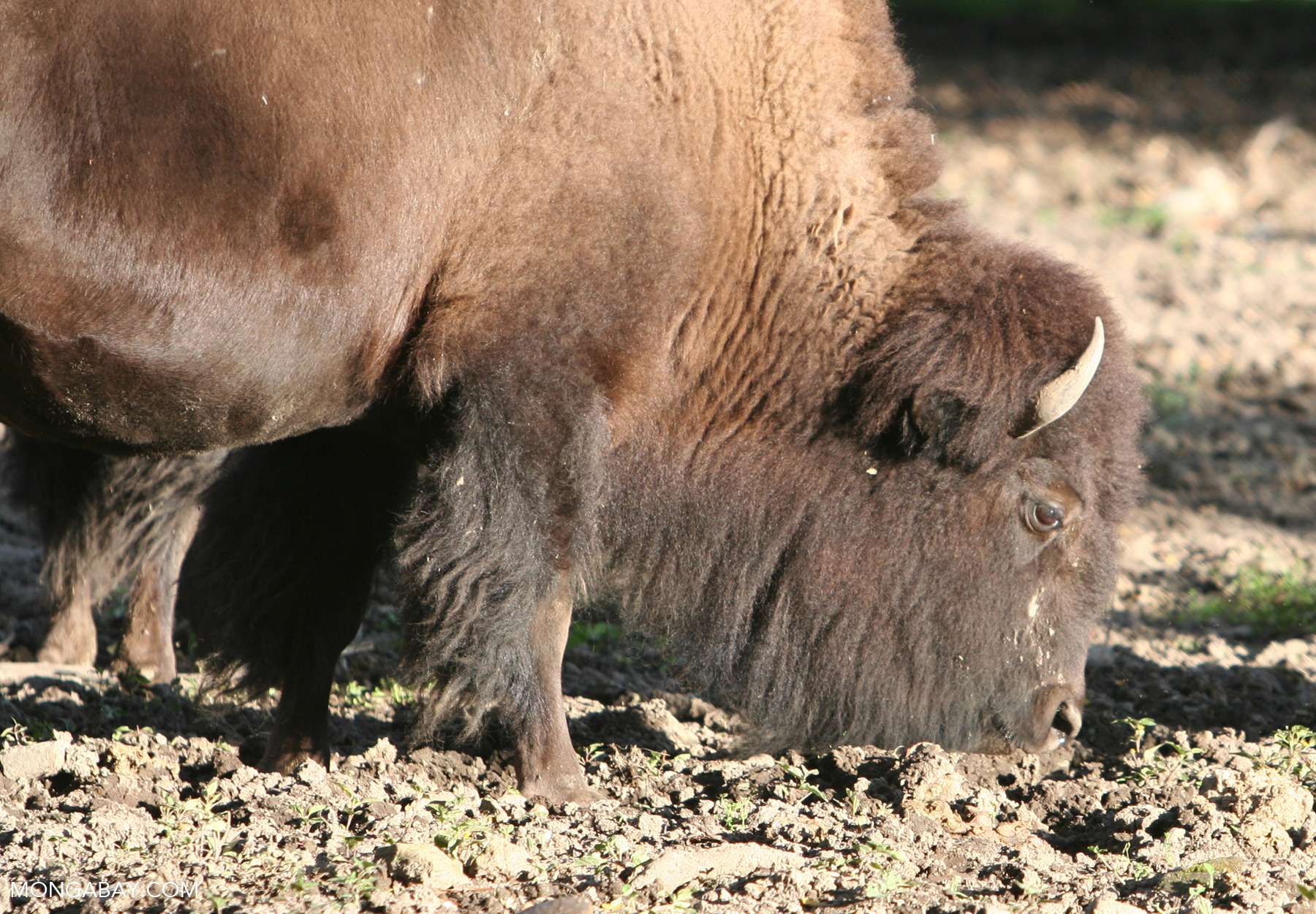American Bison (Bison bison)