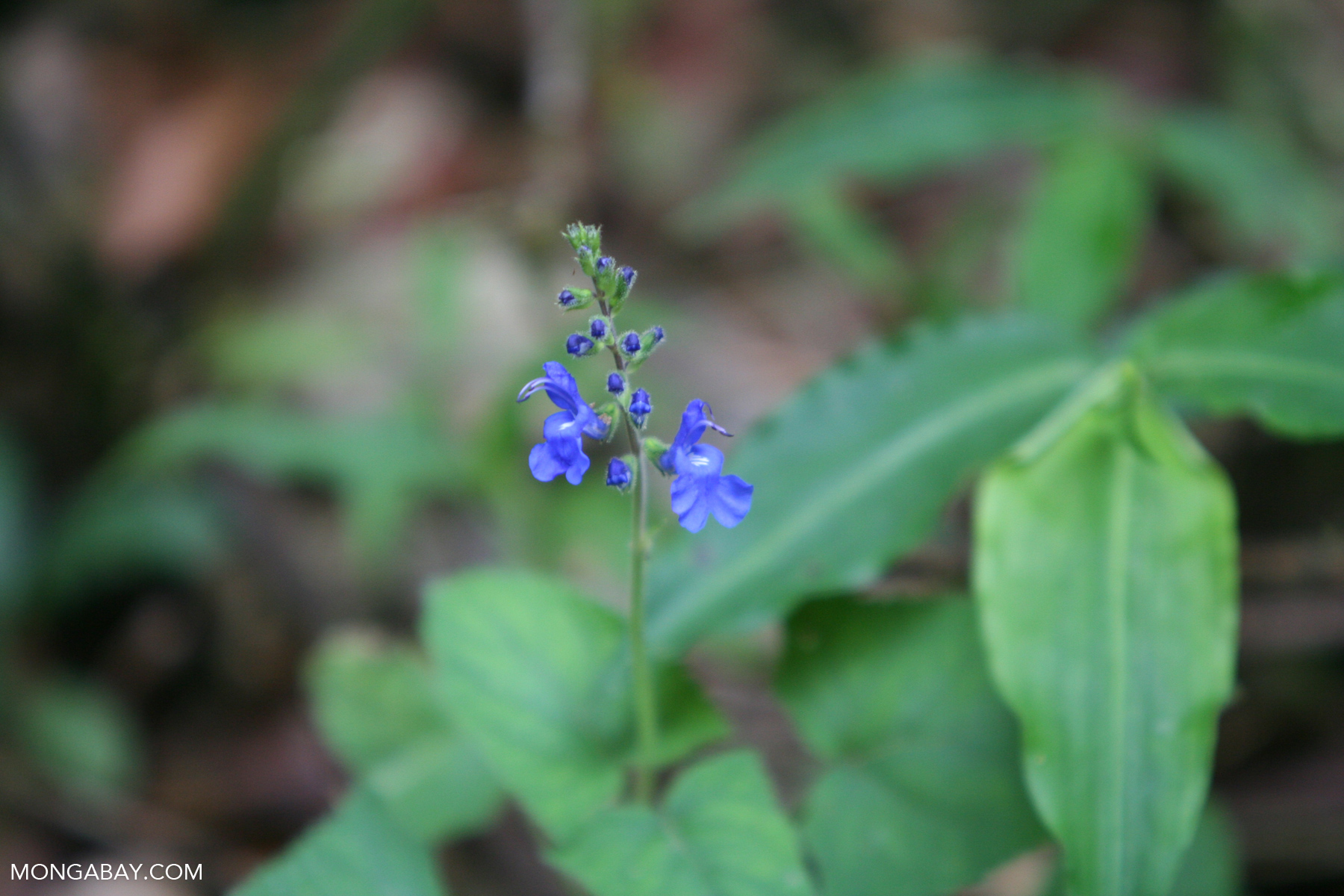 Purple Zingiberaceae (Ginger family) flowers in Santuario Otun Quimbaya ...