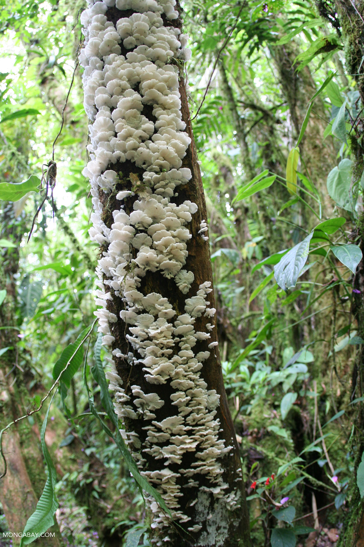 White fungi on a rainforest tree trunk
