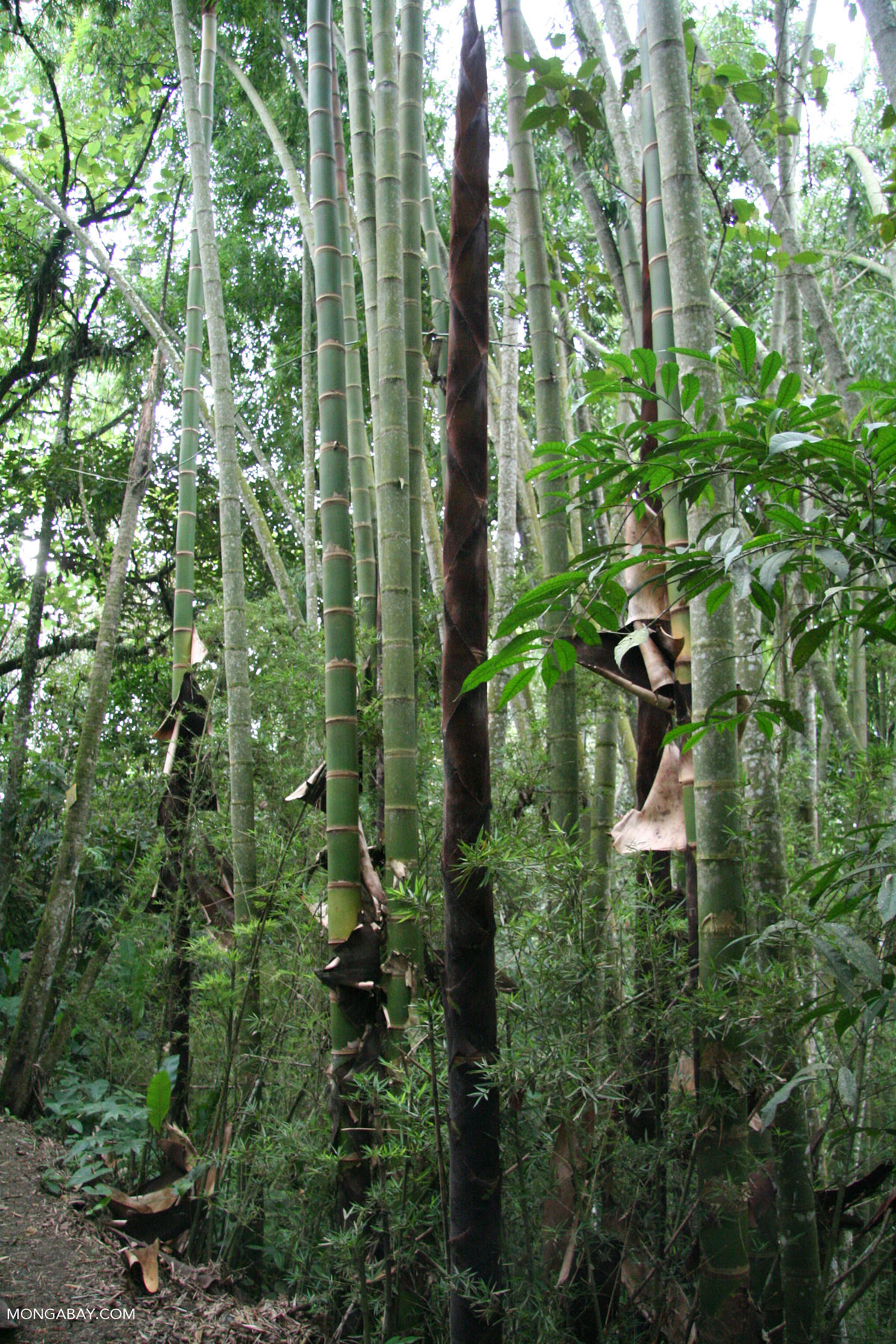 Giant bamboo in Colombia