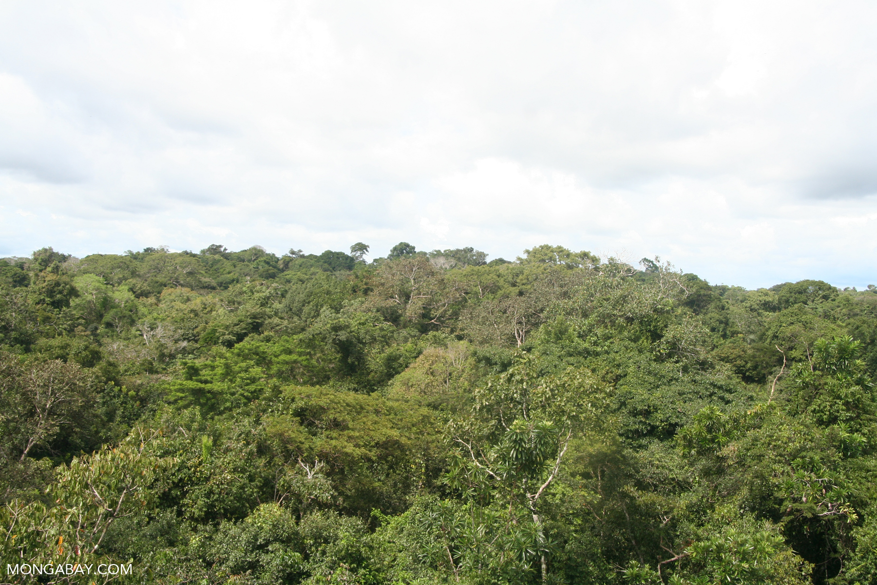 Amazon rainforest canopy [co04-1016]