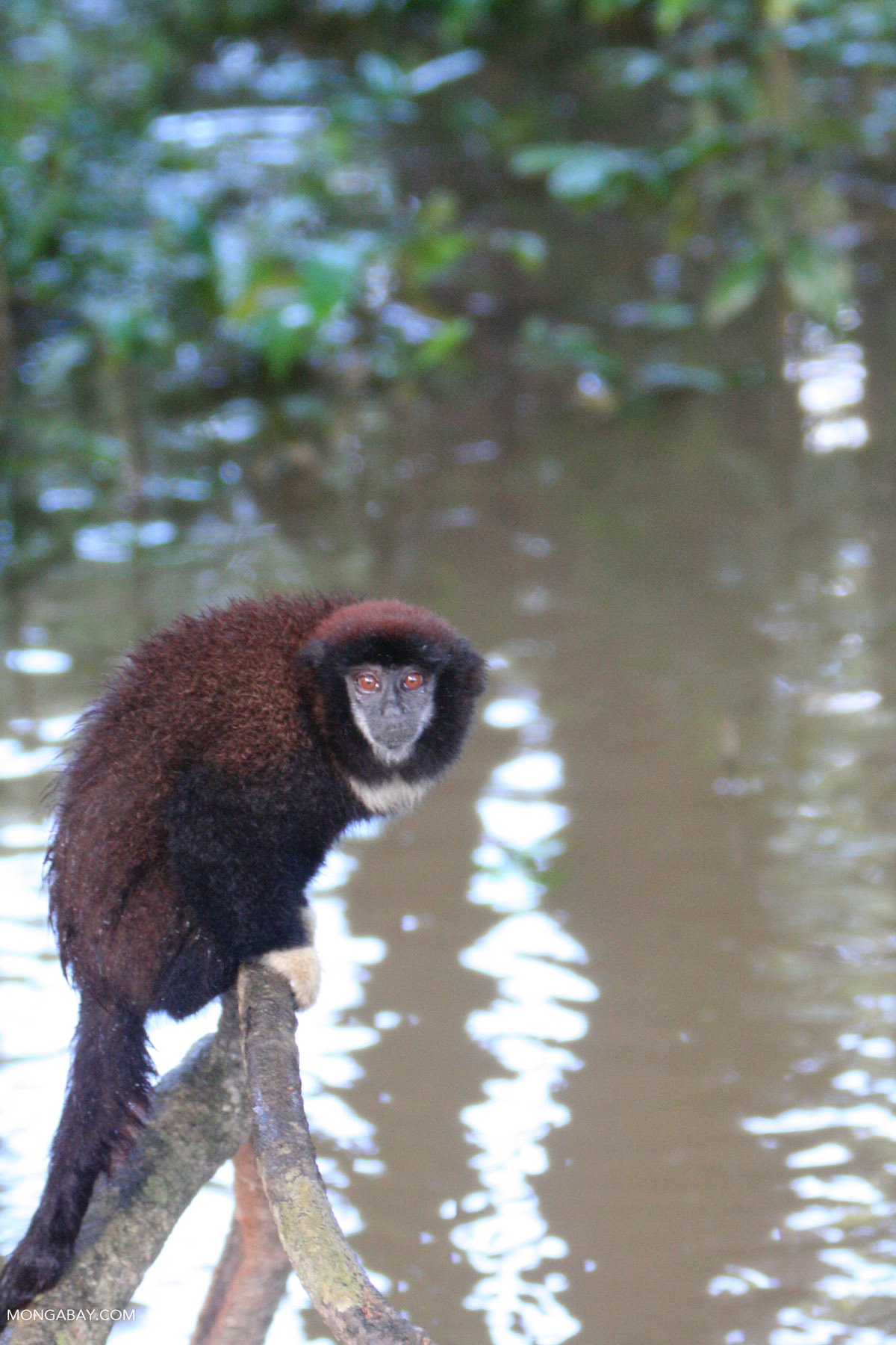 Yellow-handed Titi Monkey (Callicebus torquatus)