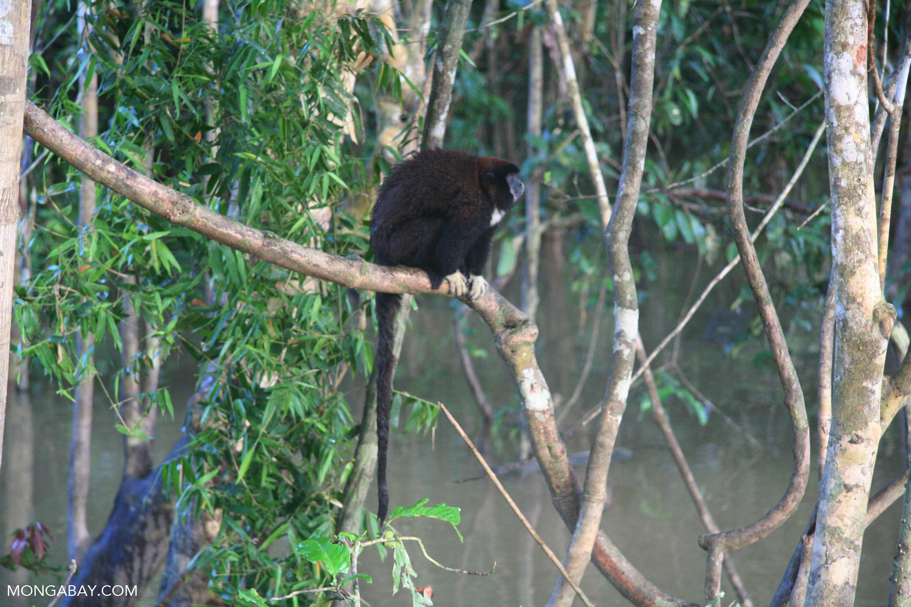 Yellow-handed Titi Monkey [co04-1085]
