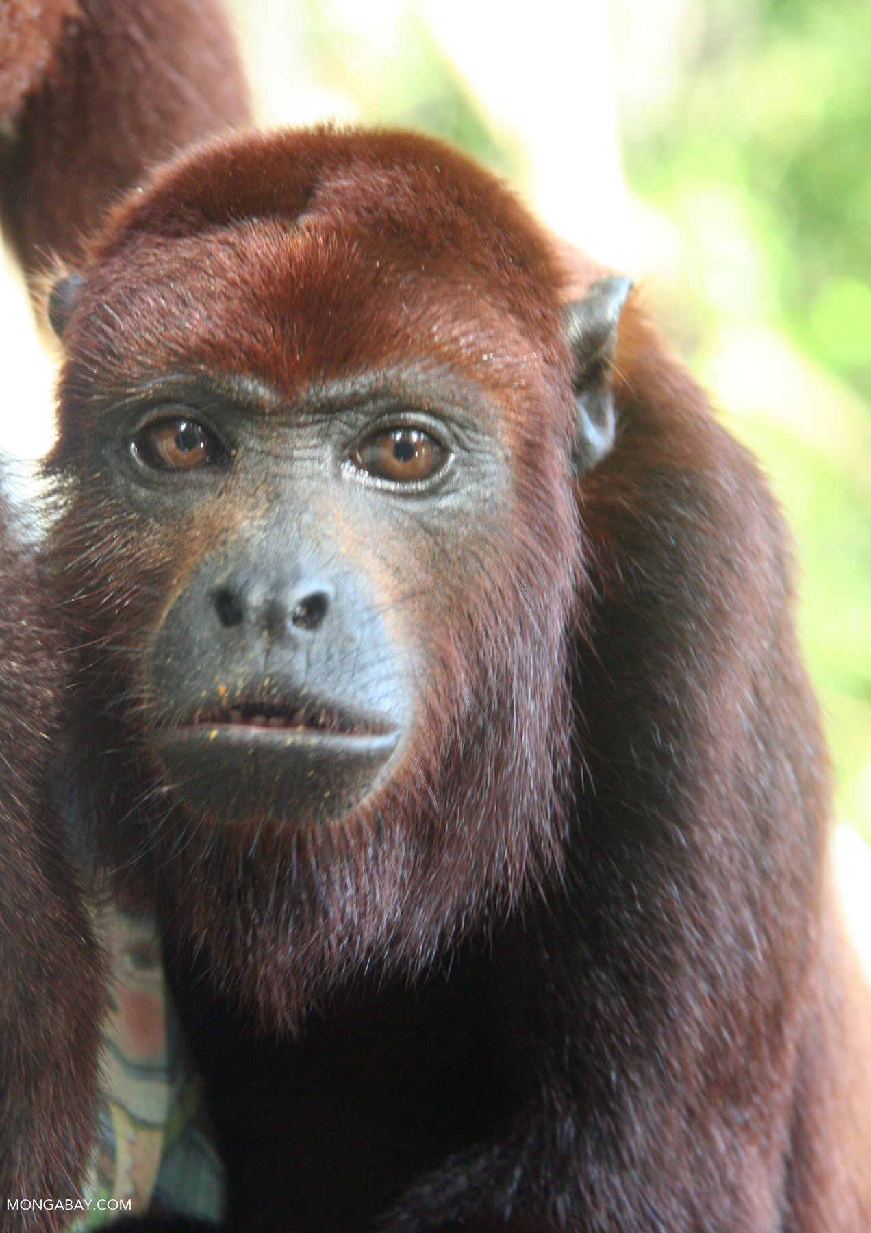 Red howler monkey [co04-1122]