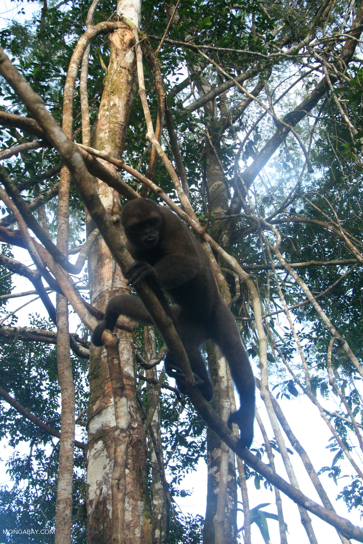 Wooly Monkey, not the Colombian black spider monkey (Ateles fusciceps ...