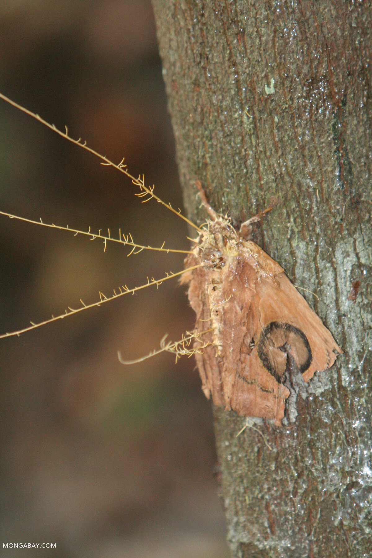 Moth that has been invaded by a parasitic fungus