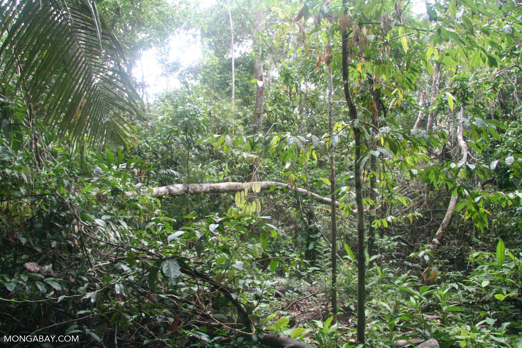 Amazon light gap caused by a tree fall