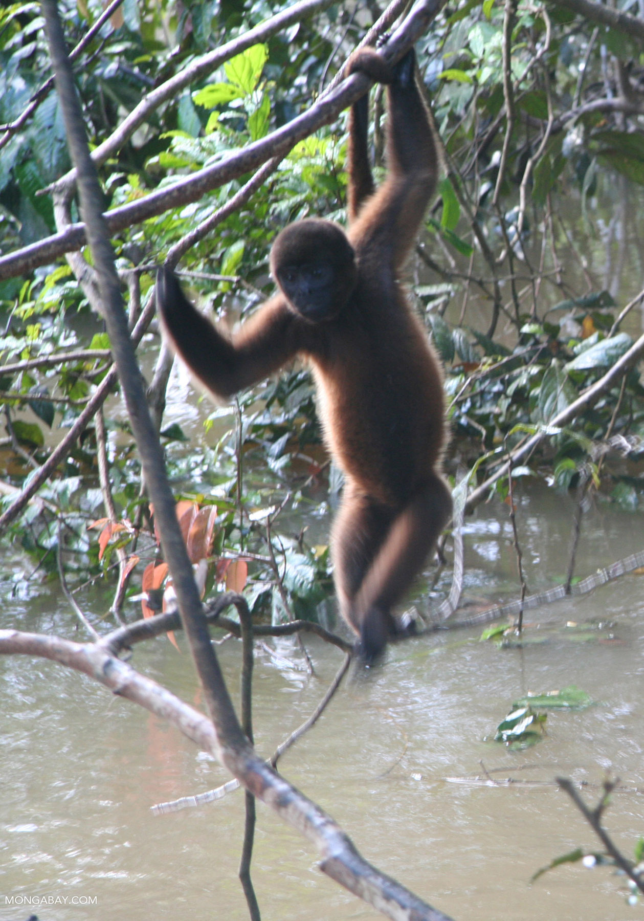 Black spider monkey in the Colombian Amazon [co06-1183a]