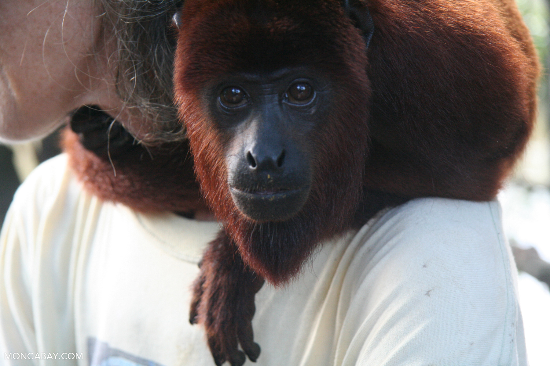 Orphaned red howler monkey at a rehabilitation center