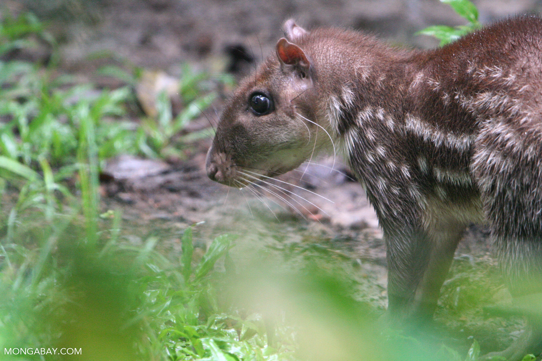 Mountain Paca (Agouti taczanowskii) in the Colombian Amazon