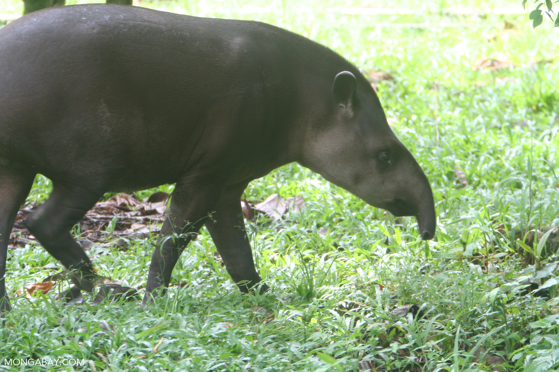 Tapir walking