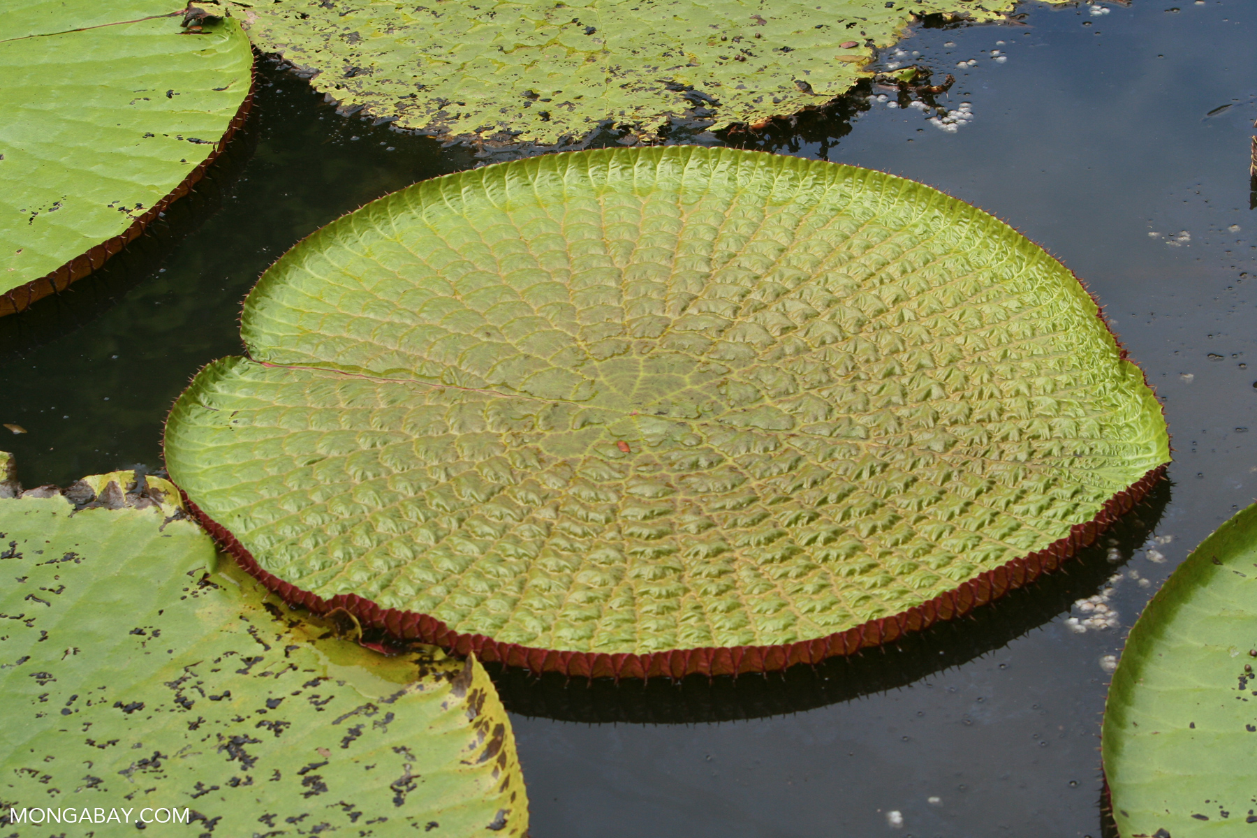 Young Giant Amazon Water Lily, Victoria amazonica