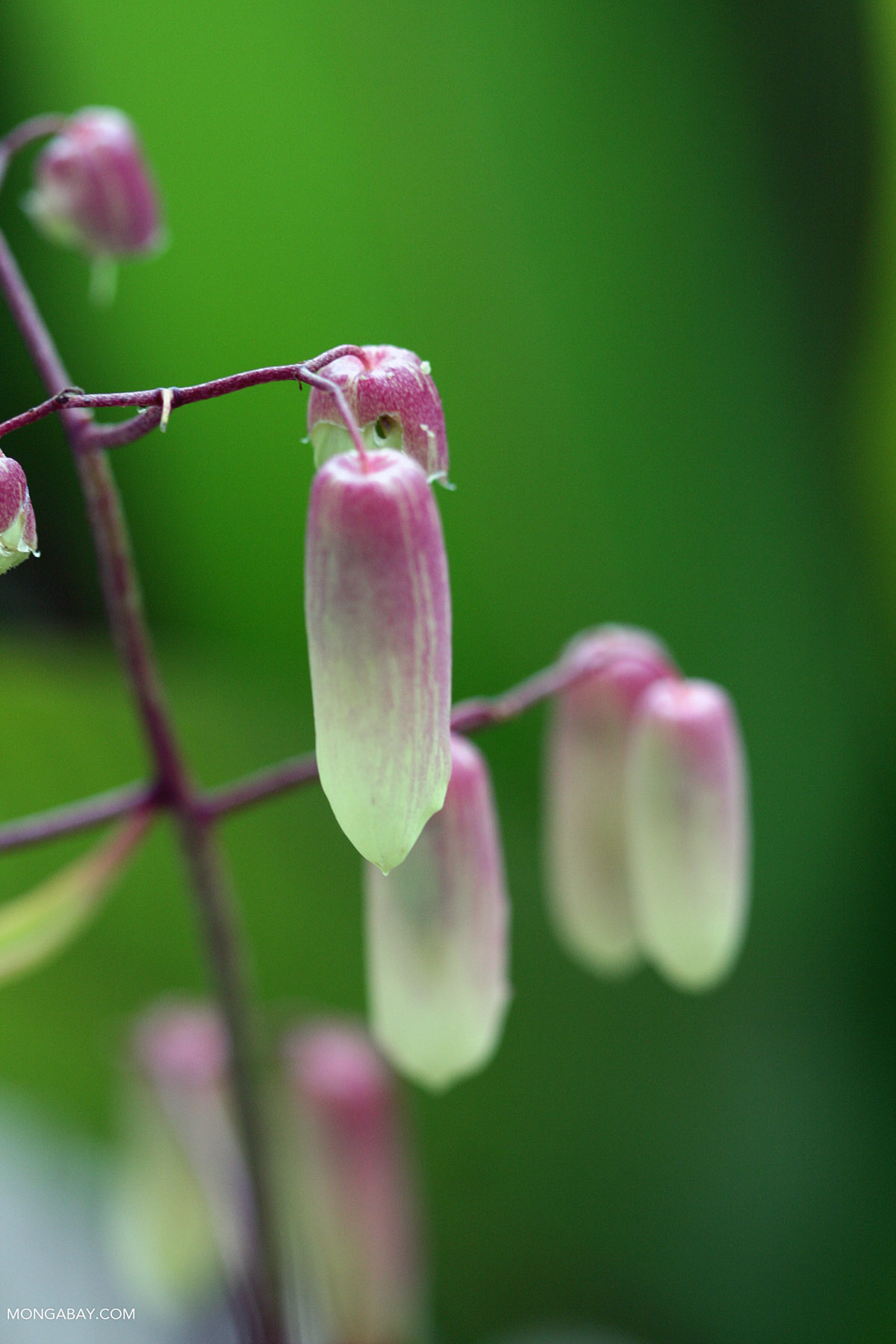 Fuschia and white hanging flowers