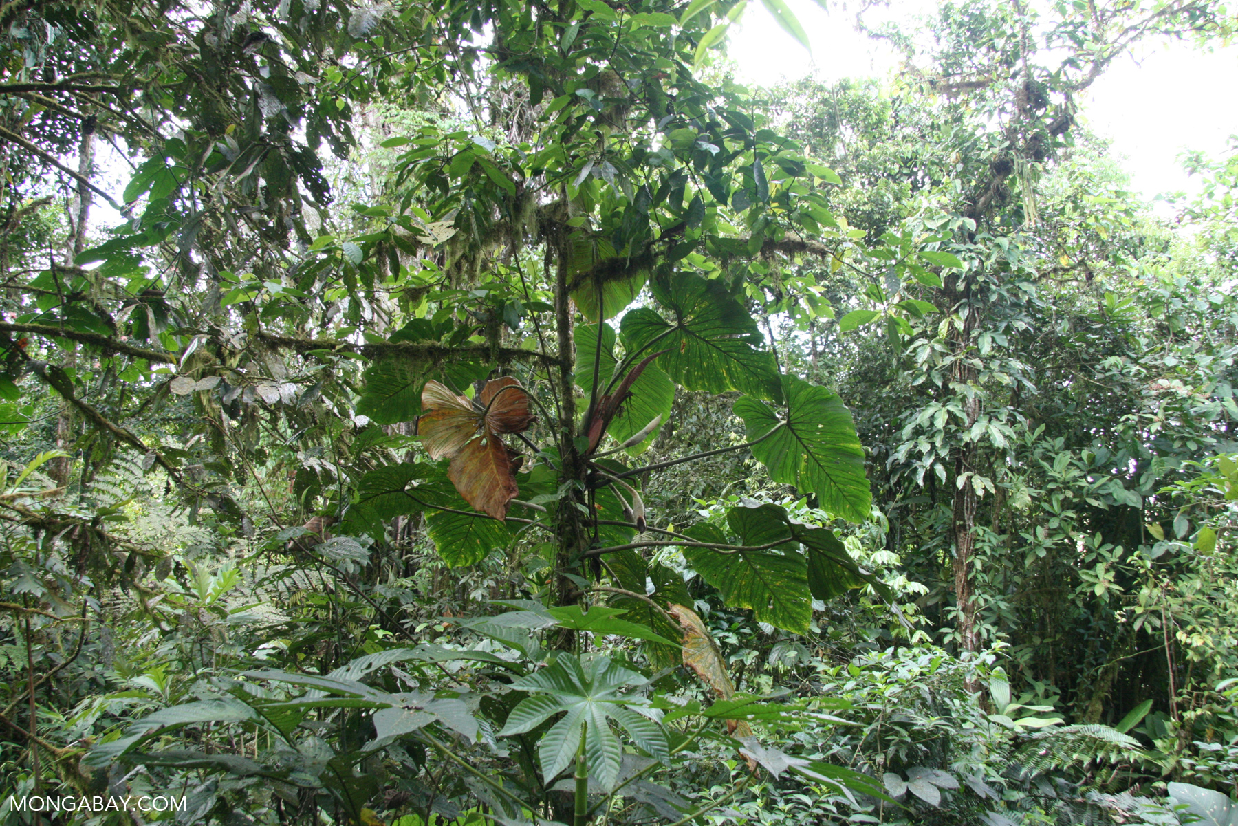 Rainforest leaves [costa_rica_4499]