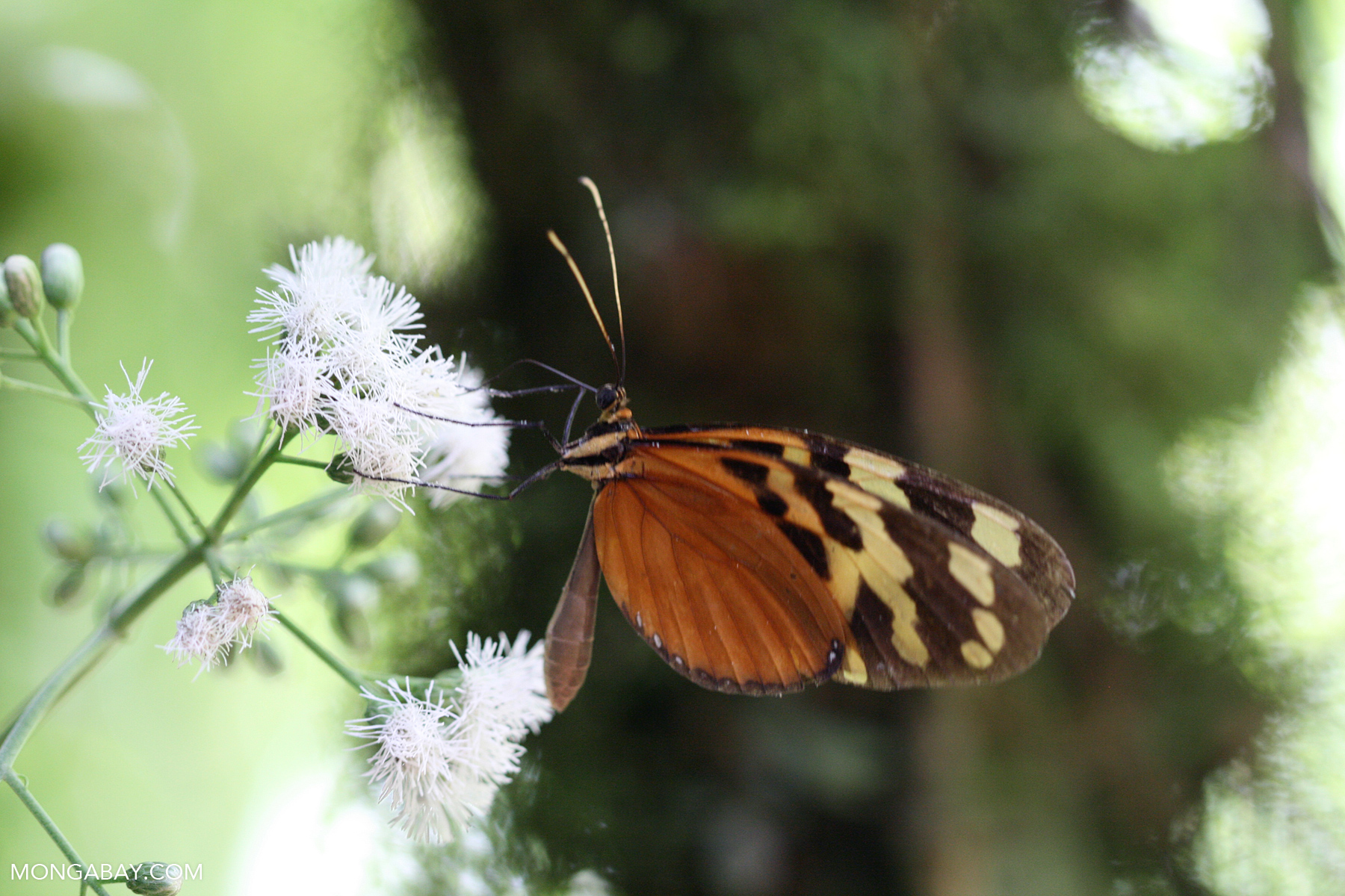 Isabella's Tiger Butterfly (Eueides isabella)